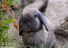 How to Celebrate Easter in Colorado Springs - Springsmag